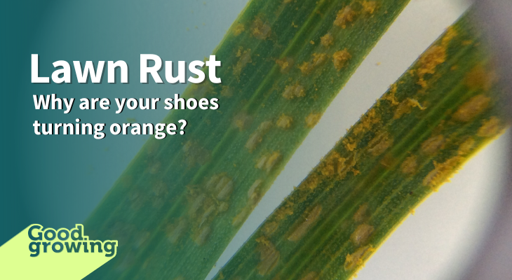 Lawn rust: Why are your shoes turning orange? | Good Growing | Illinois ...