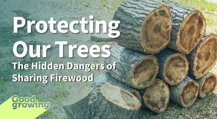 The Hidden Dangers of Sharing Firewood: Protecting Our Trees | Good ...