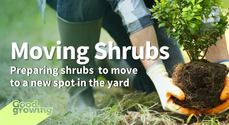 Need to move a shrub? Prepare them now for moving in the fall or spring ...