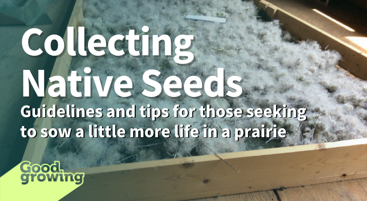 Beginner’s Guide to Collecting Native Seeds for Autumn | Good Growing ...