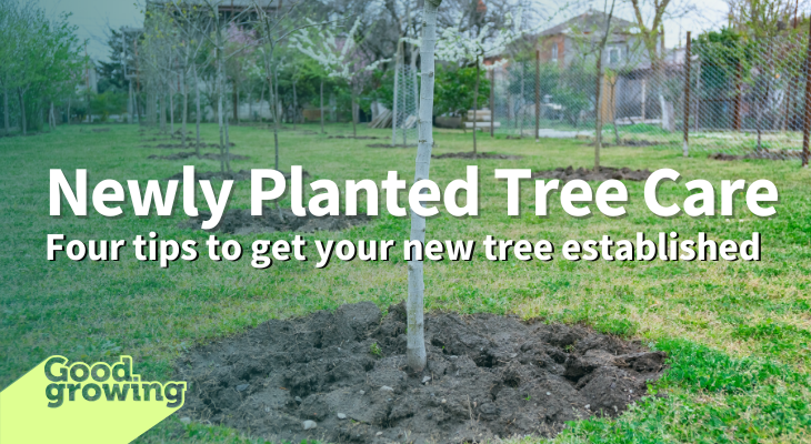 Ensuring the survival of newly planted trees: Essential care tips for ...