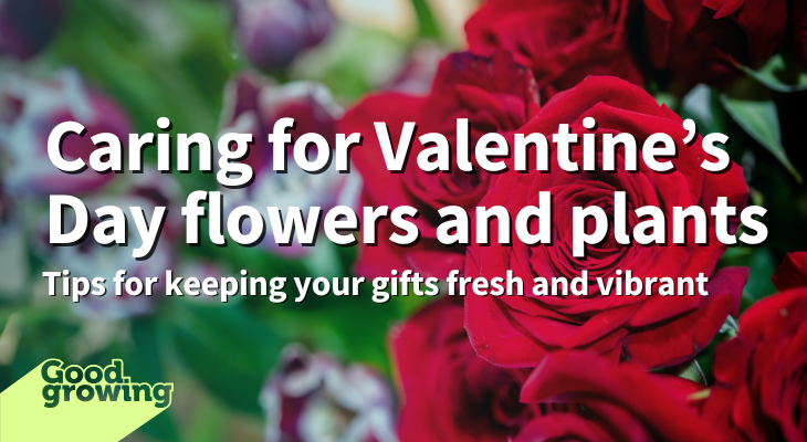 Caring for Valentine's Day flowers and plants: Tips for keeping your ...