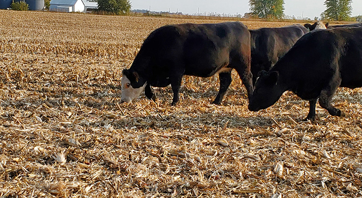 Can I graze cows on cornstalks? | The Cattle Connection | Illinois ...