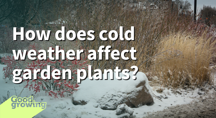 How does cold weather affect garden plants? | Good Growing | Illinois ...