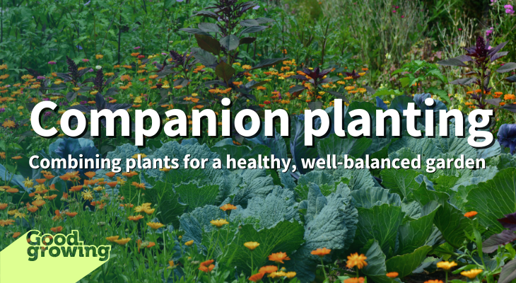 Companion planting: Combining plants for a healthy, well-balanced ...