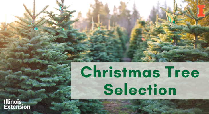 Christmas Tree Selection | Good Growing | Illinois Extension | UIUC