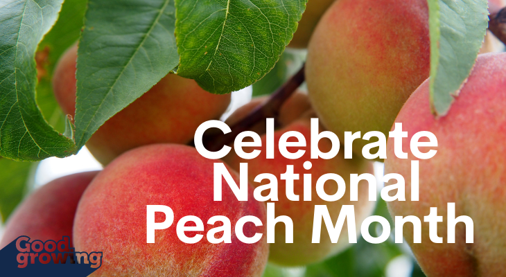 Celebrate National Peach Month | Good Growing | Illinois Extension | UIUC