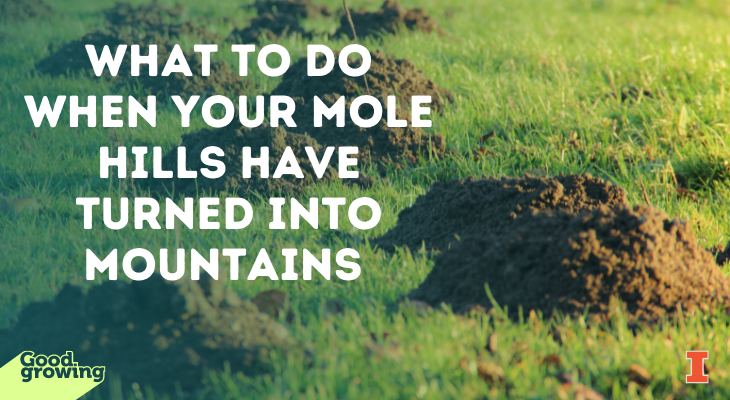 What to do when your mole hills have turned into mountains | Good ...