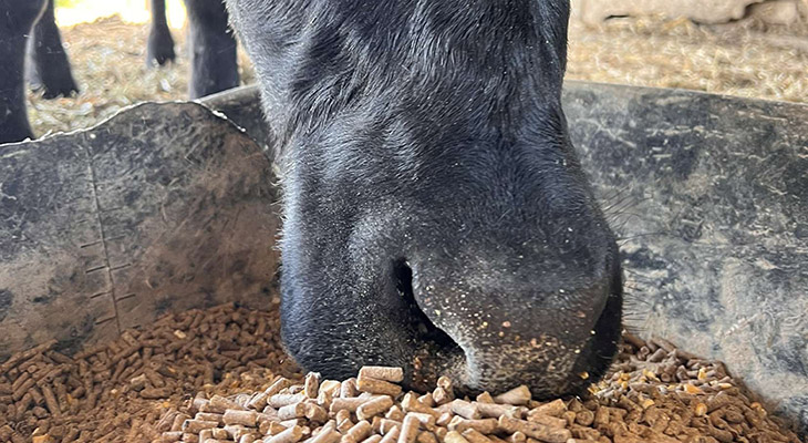 Supplementing cows on drought-stressed pastures | The Cattle Connection ...