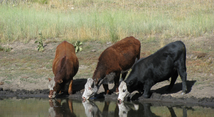 The pros and cons of using natural water sources for cattle on pasture ...