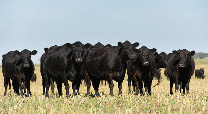 Deciding what to do with open cows | The Cattle Connection | Illinois ...