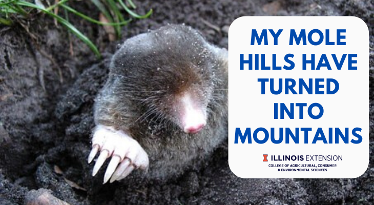 My Mole Hills have Turned into Mountains | Good Growing | Illinois ...