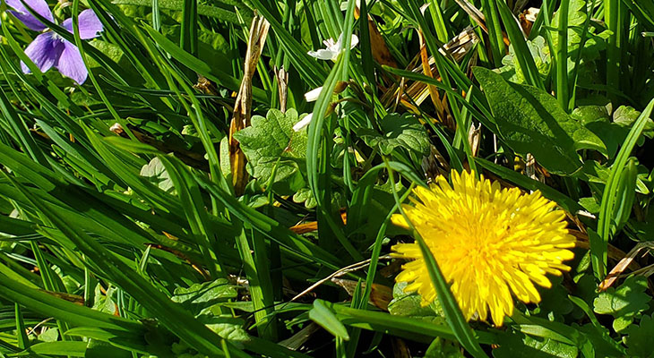Lawns and pollinators - The case for dandelions | The Garden Scoop ...