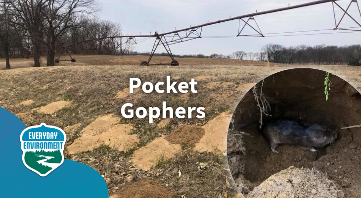 Digging into the plains pocket gopher, Illinois’ hidden soil builder ...