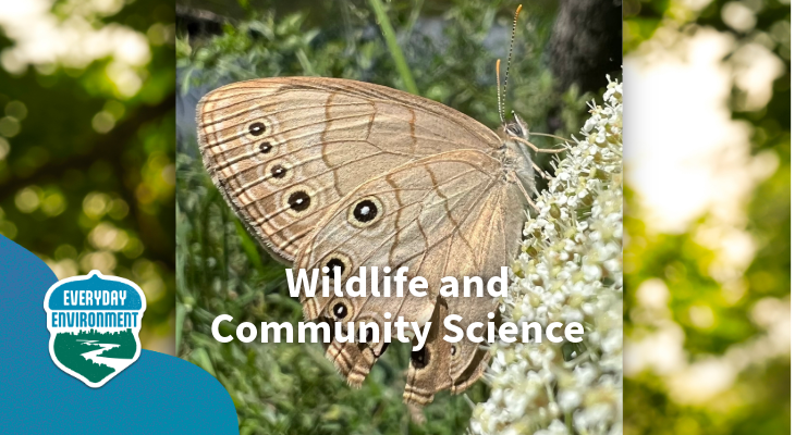 From observation to conservation through community science | Everyday ...