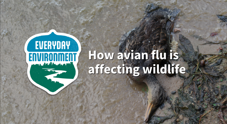 How avian flu is affecting wildlife in Illinois | Everyday Environment ...