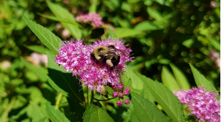 Celebrate Pollinator Week by Growing Native Plants | The Garden Scoop ...