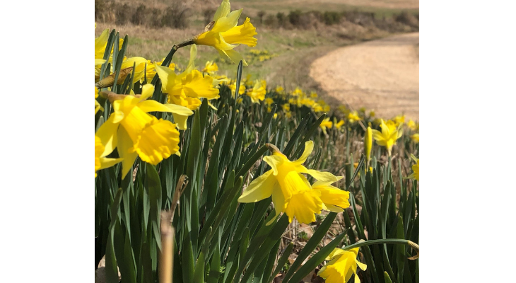 Fall Bulbs for Pollinators | The Garden Scoop | Illinois Extension | UIUC