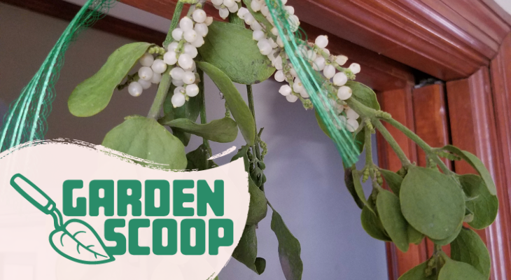 Mistletoe: From forest parasite to holiday icon | The Garden Scoop ...