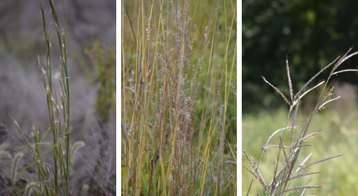 Comparing common and scientific plant names | Grasses at a Glance ...
