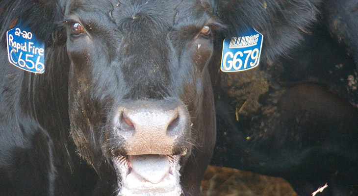 Managing heat stress in cattle | The Cattle Connection | Illinois ...