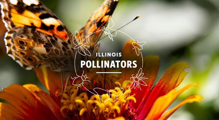 New Illinois Pollinator website provides knowledge and tools for users ...