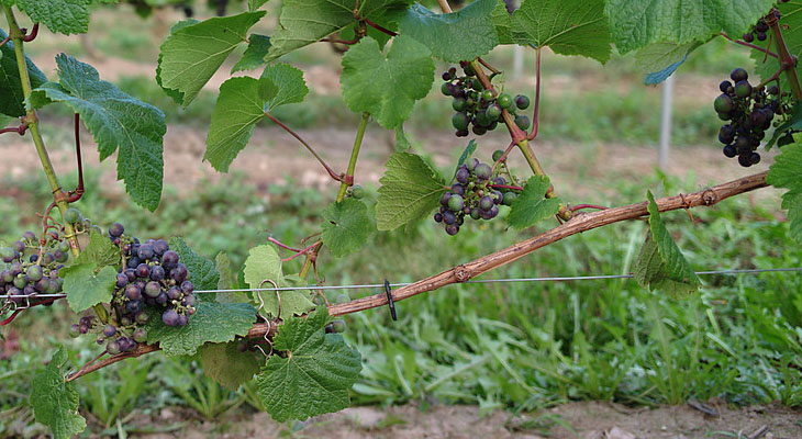 Spring shoot thinning and summer hedging of grape vines – a journey of ...