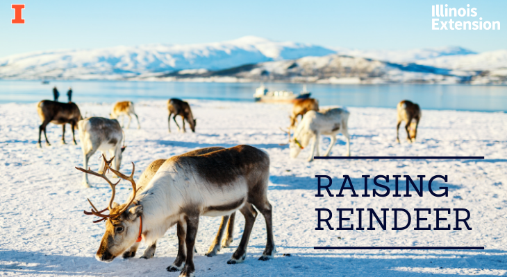 Raising Reindeer | Good Growing | Illinois Extension | UIUC