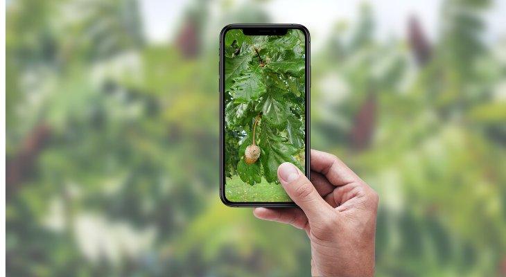 How accurate are photo-based plant identification apps? | The Garden ...