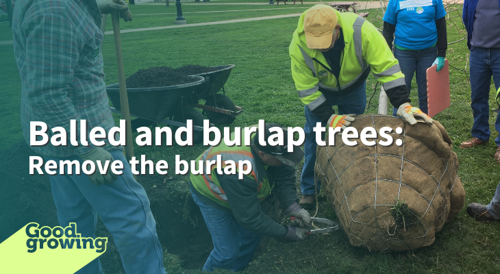 Balled and burlap trees: Remove the burlap | Good Growing | Illinois ...