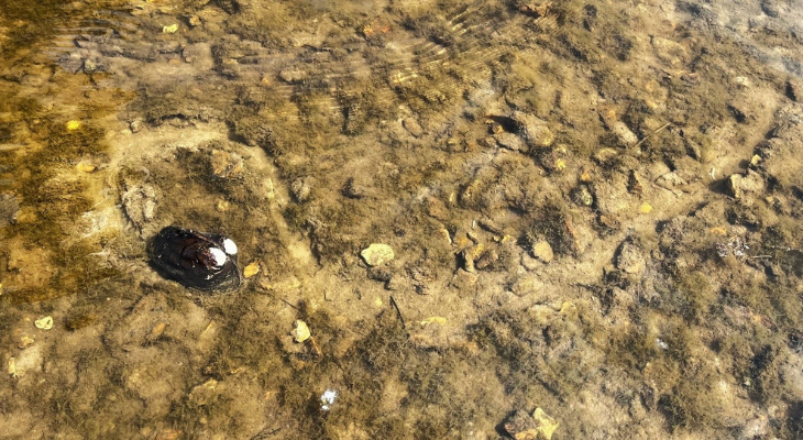 If Illinois freshwater mussels could talk... | Everyday Environment ...