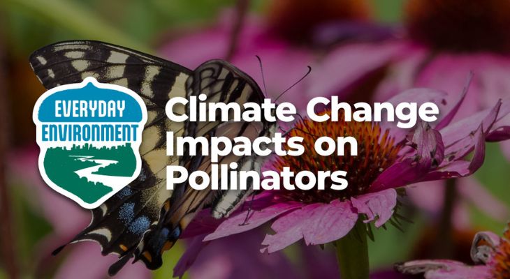 Pollinators' complicated relationship with climate change | Everyday ...