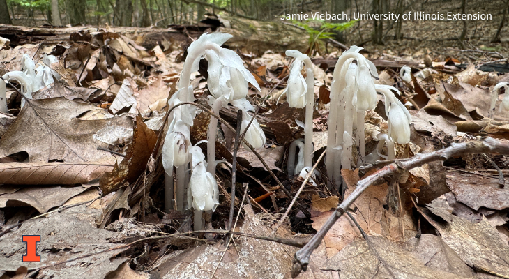 Rare sighting: Ghost plant | Over the Garden Fence | Illinois Extension ...