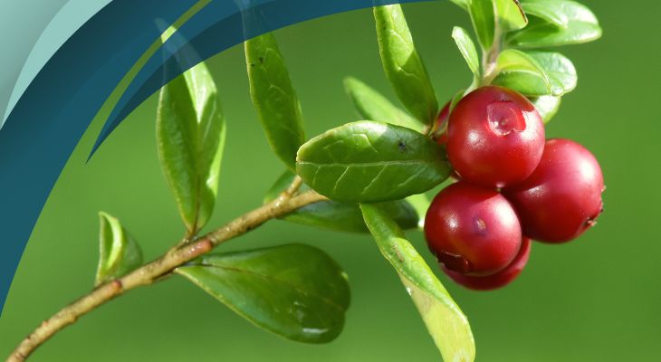 Spice up your November with cranberries | Over the Garden Fence ...