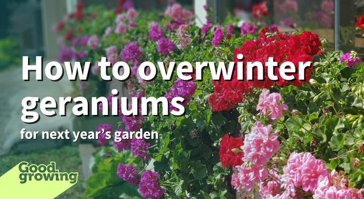 How to overwinter geraniums for next year’s garden | Good Growing ...