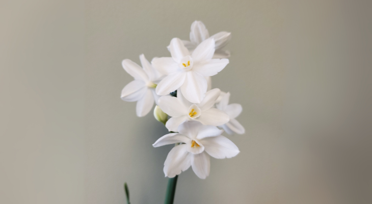 Paperwhites: Delicate holiday blooms you can grow indoors | The Garden ...