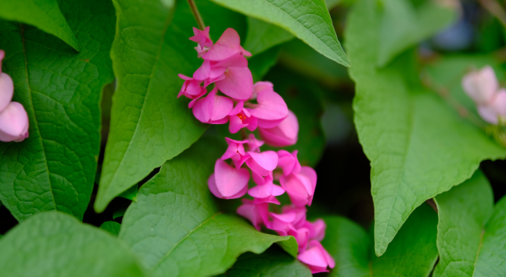 Grow annual flowering vines for vertical interest in the garden ...