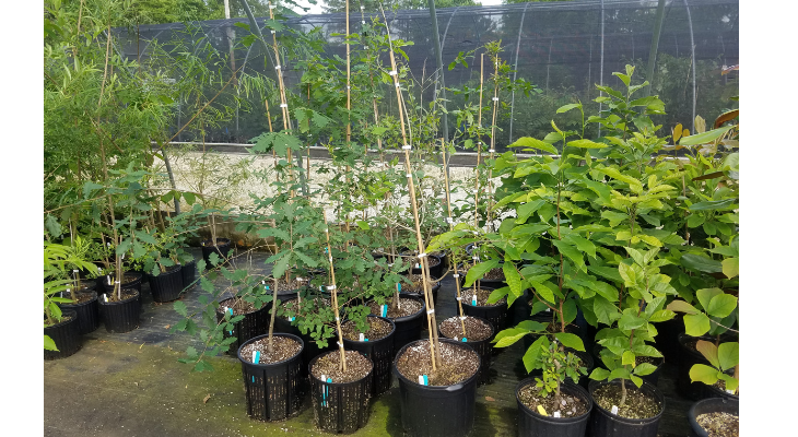 Spring tree planting considerations | The Garden Scoop | Illinois ...