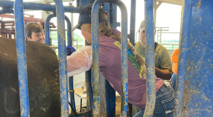 The importance of pregnancy checking cattle | The Cattle Connection ...