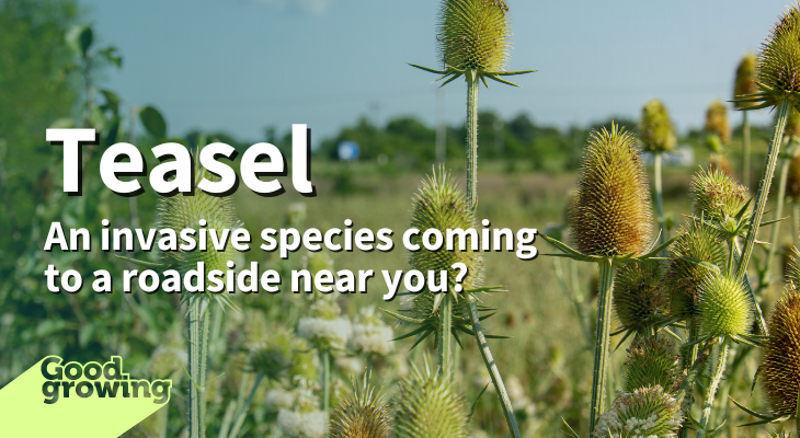 Teasel: An invasive species coming to a roadside near you? | Good ...