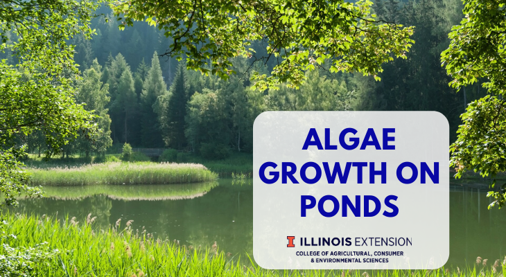 Algae Growth on Ponds | Good Growing | Illinois Extension | UIUC
