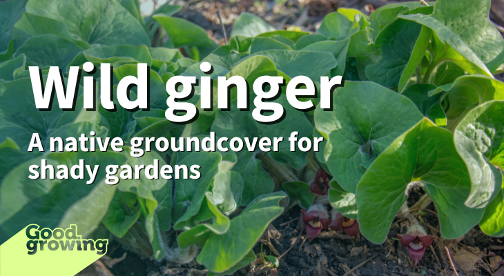Wild ginger: A native groundcover for shady gardens | Good Growing ...