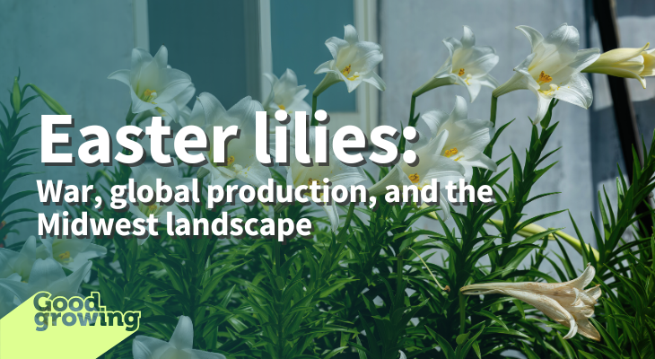 Easter lilies: war, global production, and the Midwest landscape | Good ...