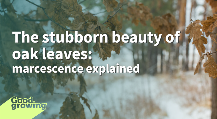 The stubborn beauty of oak leaves: marcescence explained | Good Growing ...