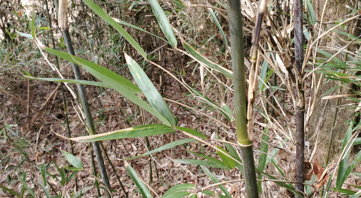 Illinois' Only Native Bamboo Species | The Garden Scoop | Illinois ...