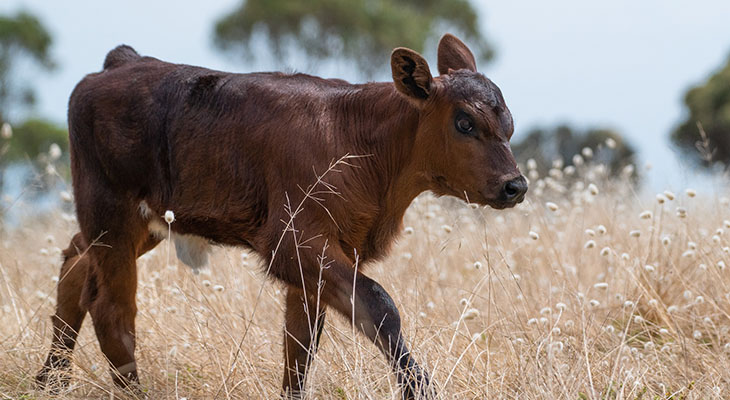 Comparing Spring vs. Fall Calving | The Cattle Connection | Illinois ...