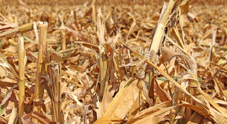 Cornstalks for Cow Feed is a No-brainer | The Cattle Connection ...