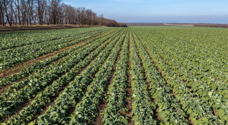 Forage production with cover crops | The Cattle Connection | Illinois ...