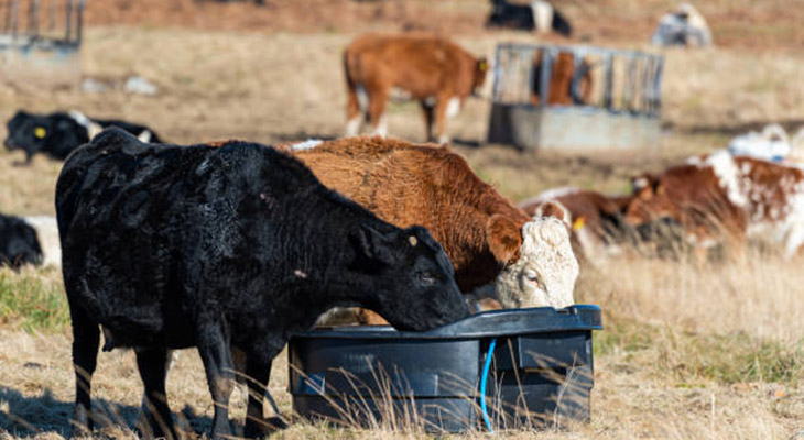 Sustainable water management for beef cattle during drought | The ...