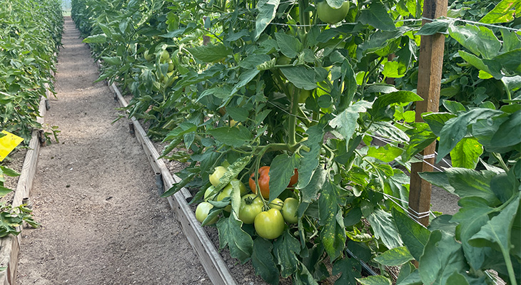 From Dixon Springs Ag Center: Tomato and pepper harvest well underway ...
